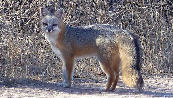 Gray Fox Biting